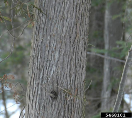 American Arborvitae (Northern White Cedar), ‘Dark Green’ – Minnetonka ...