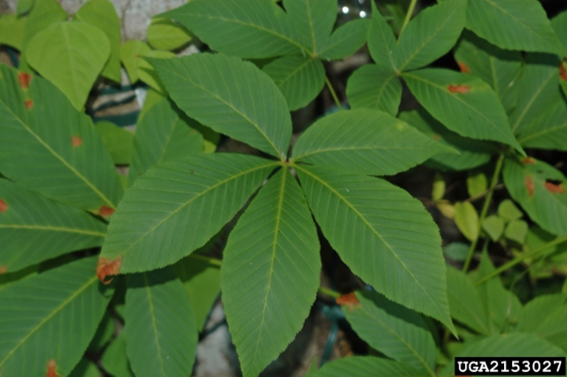 Yellow Buckeye – Minnetonka Tree Sale